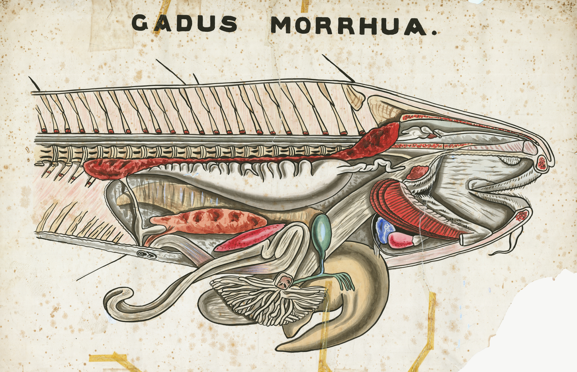 Fish Guts! - CLEAR - Civic Laboratory for Environmental Action Research