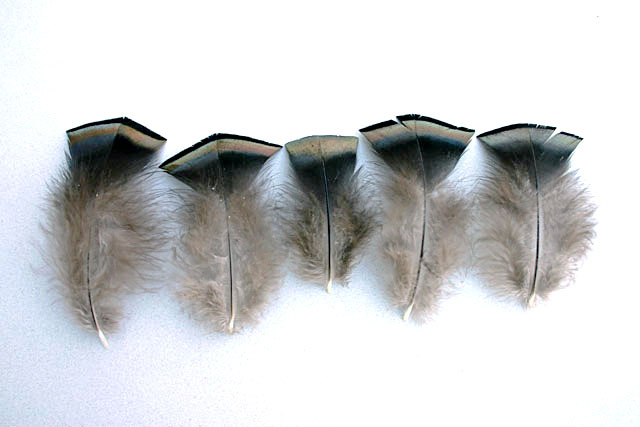 Sampling feathers for analysis - CLEAR - Civic Laboratory for ...